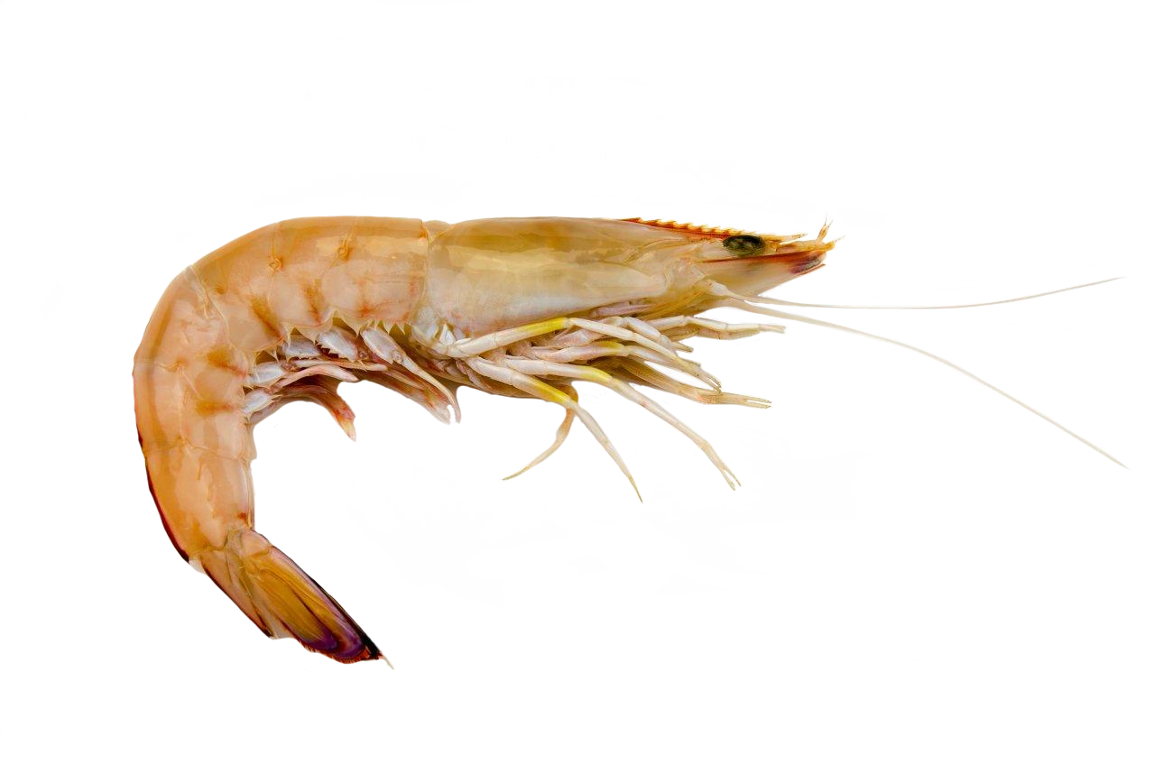 Eastern King Prawns – AUSAgriFresh